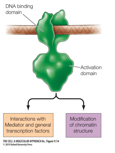 [세포생물학] 9.2 Transcription Factors in Eukaryotes 진핵생물의 전사 인자 : 네이버 블로그