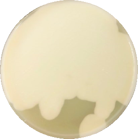 TSC Agar 원리 알고, 클로스트리디움 배양하기 : 네이버 블로그
