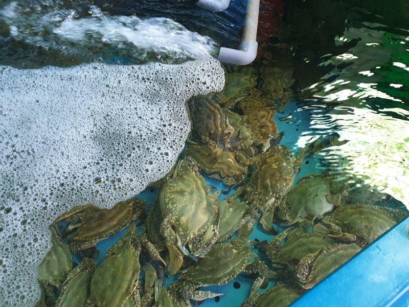 나온 강화도 맛집 충남서산집 달달 튼실한 꽃게탕 네이버 블로그