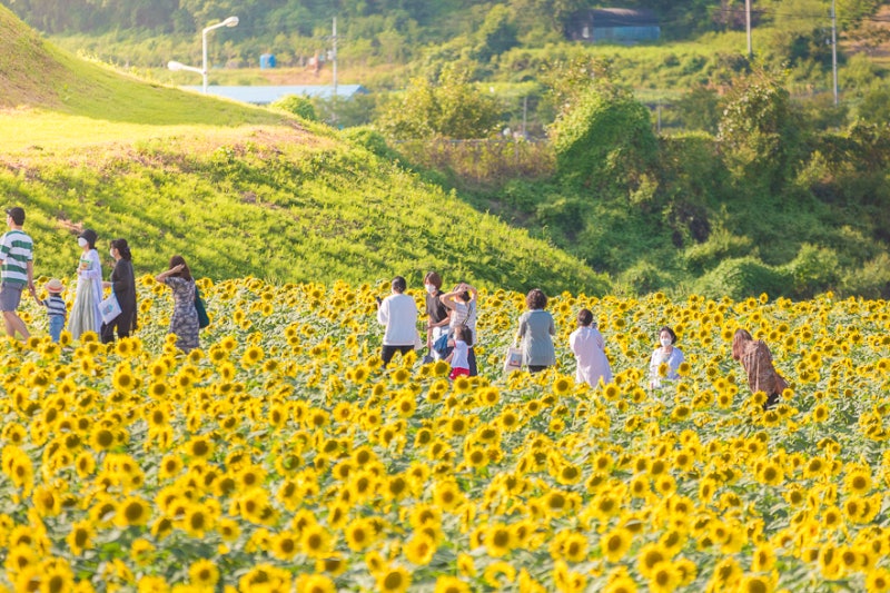 연천 호로고루 해바라기 여기 좀 대박인데 네이버 블로그