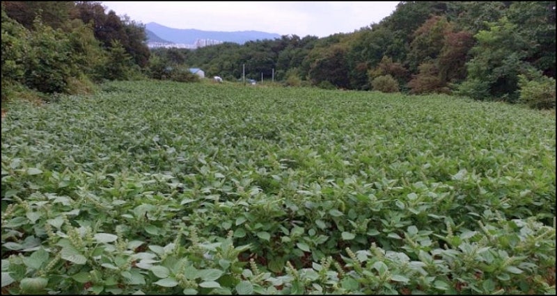 대토 세금감면혜택, 조건정리, 보상방법, 이점, 자경기간, 제외 토지, 불가능한 토지 : 네이버 블로그