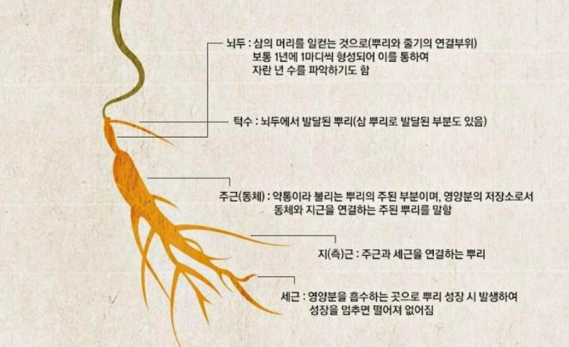 장뇌삼 산양삼 산양산삼 효능 부작용 먹는법 가짜 판별법 네이버 블로그