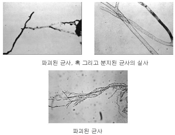 하와드 곰팡이 계수법 (Howard Mould Count Method) : 네이버 블로그