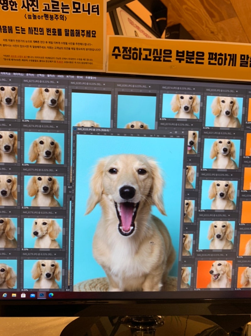 [오롯이 OROSY] 안산중앙동사진관 이미지샷 안산강아지증명사진 / 셀프스튜디오 : 네이버 블로그