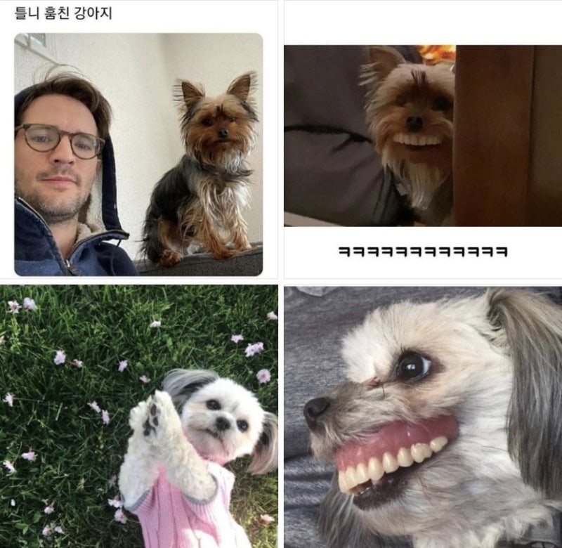 내 기준 웃긴 짤 모음13 : 네이버 블로그