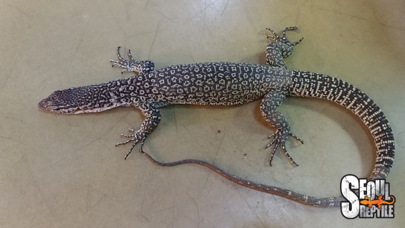 폭풍 성장한 인도네시아 소형 도마뱀, 피콕 모니터(Peacock monitor/Varanus auffenbergi) 서울 ...