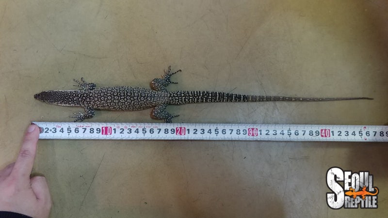 폭풍 성장한 인도네시아 소형 도마뱀, 피콕 모니터(Peacock monitor/Varanus auffenbergi) 서울 ...