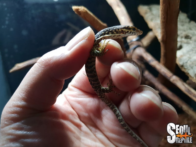 폭풍 성장한 인도네시아 소형 도마뱀, 피콕 모니터(Peacock monitor/Varanus auffenbergi) 서울 ...