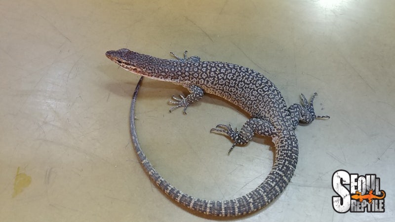 폭풍 성장한 인도네시아 소형 도마뱀, 피콕 모니터(Peacock monitor/Varanus auffenbergi) 서울 ...