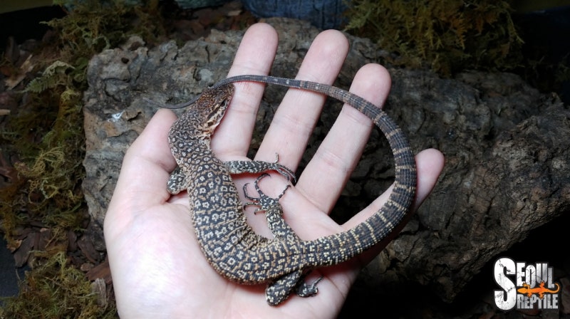 폭풍 성장한 인도네시아 소형 도마뱀, 피콕 모니터(Peacock monitor/Varanus auffenbergi) 서울 ...