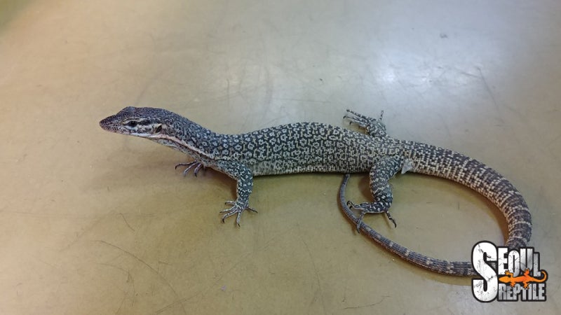 폭풍 성장한 인도네시아 소형 도마뱀, 피콕 모니터(Peacock monitor/Varanus auffenbergi) 서울 ...