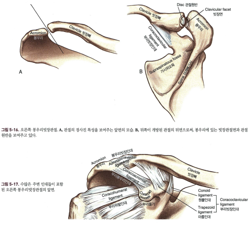 Donald A Neumann Kinesiology 네이버 블로그