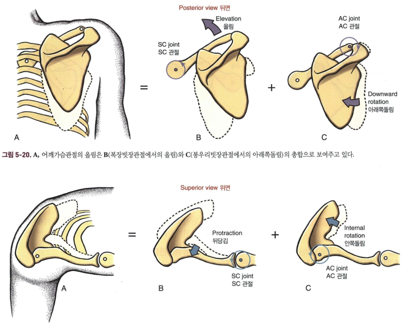 Donald A Neumann Kinesiology 네이버 블로그