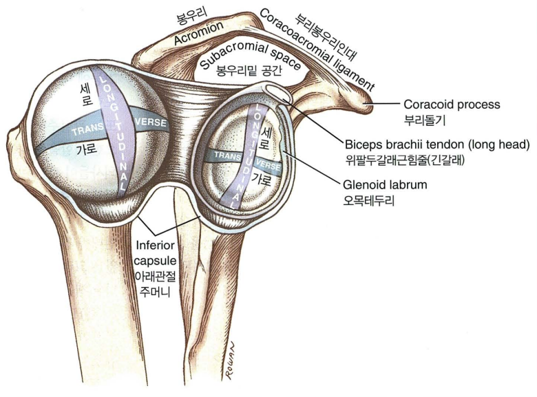 Donald A Neumann Kinesiology 네이버 블로그