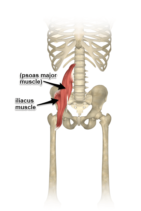 [생각] iliopsoas / 장요근의 역학 : 네이버 블로그