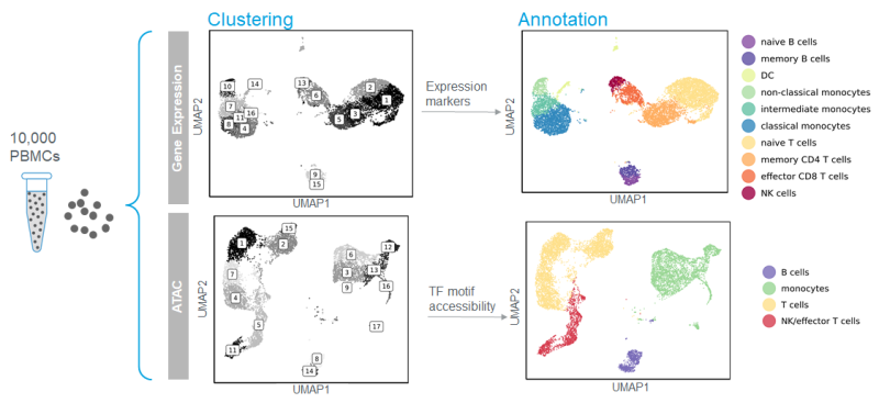 10x Genomics Single Cell Solution - Part 3. Single Cell Mutiome ATAC ...