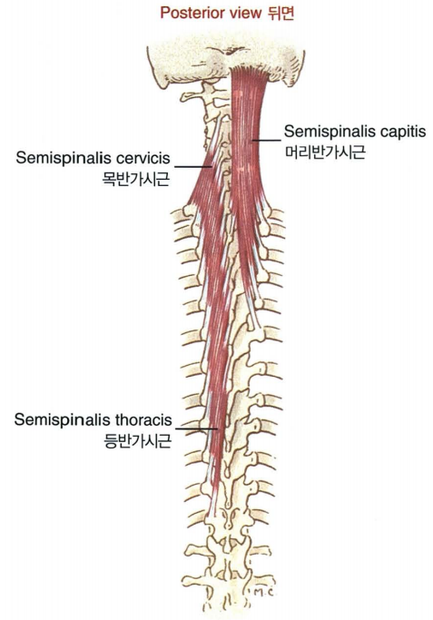Donald A Neumann Kinesiology 네이버 블로그