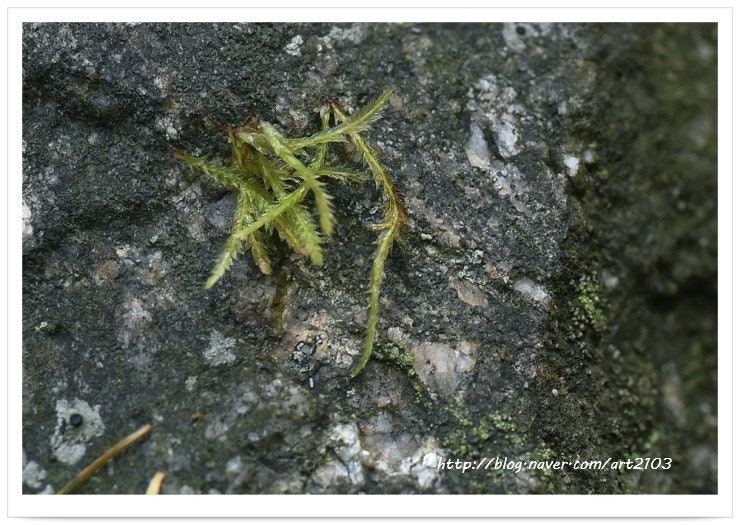 북방단지이끼 : 네이버 블로그