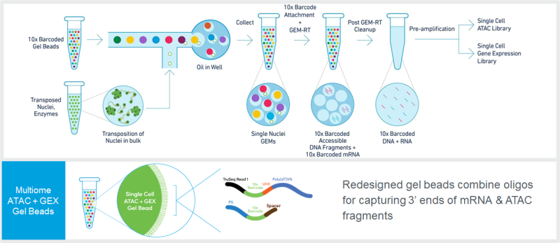 10x Genomics Single Cell Solution - Part 3. Single Cell Mutiome ATAC ...