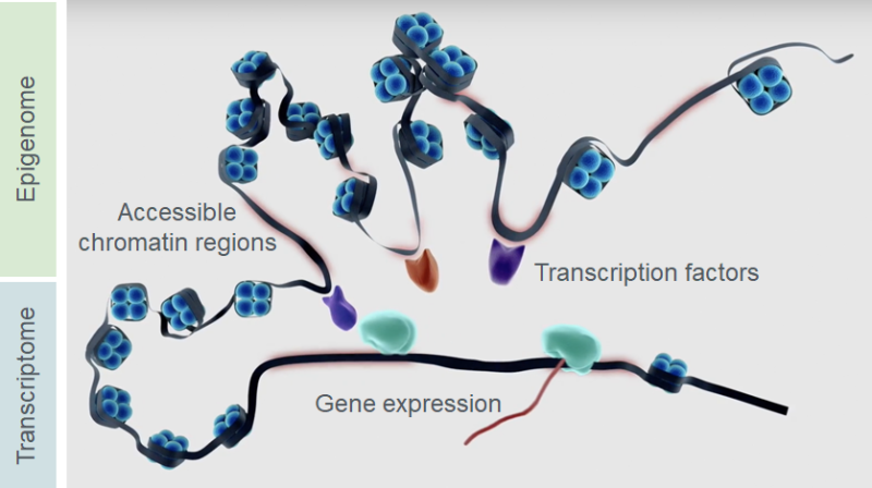 10x Genomics Single Cell Solution - Part 3. Single Cell Mutiome ATAC ...