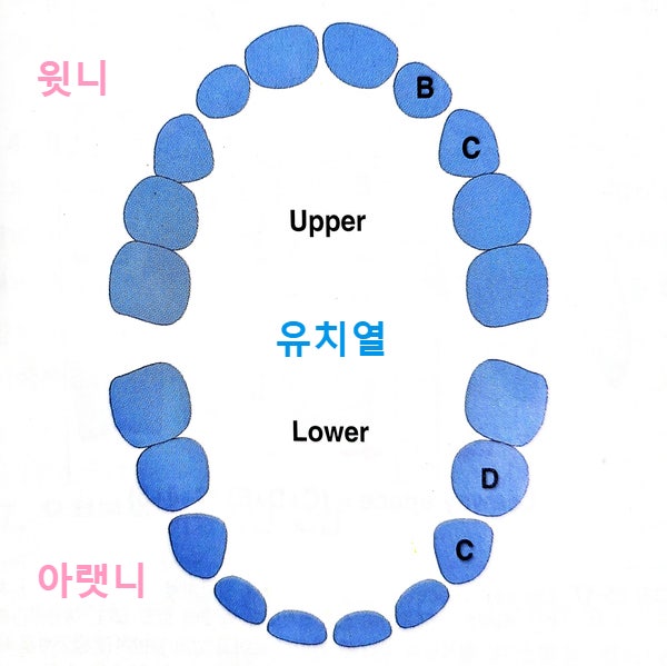 아기 이 나는 시기유치 맹출 시기 순서에 대해서 네이버 블로그