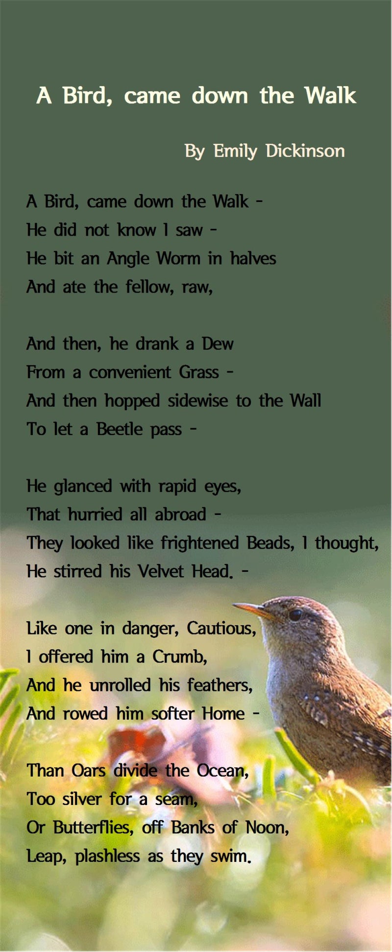A Bird, came down the Walk 에밀리 디킨슨 (Emily Dickinson) : 네이버 블로그