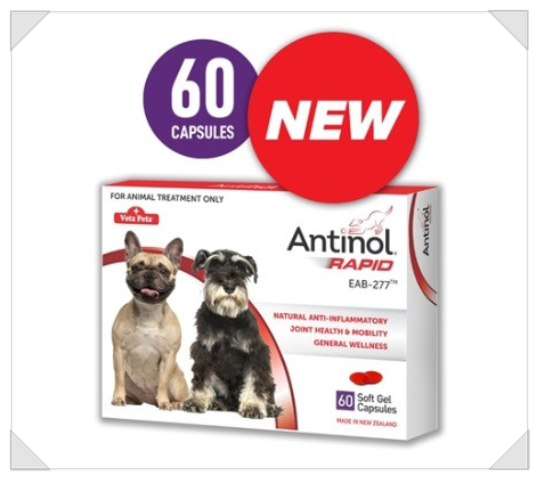 안티놀, 노견이 꼭 먹어야 하는 이유 : 네이버 블로그