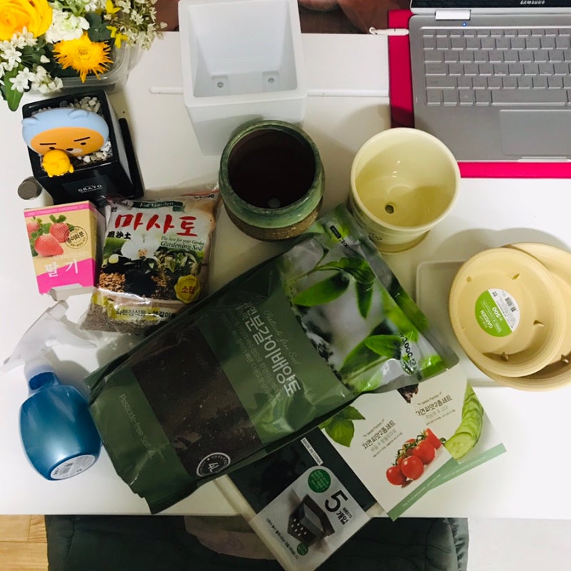 다이소 식물키우기 토마토 키우기 바질키우기 딸기키우기2탄 네이버 블로그