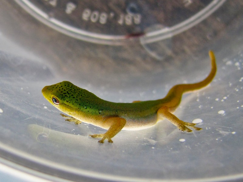 카메룬 드워프 게코 사육정보 (Cameroon Dwarf Gecko Care Sheet) : 네이버 블로그