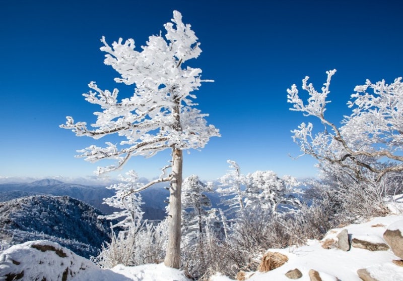 겨울 지리산 천왕봉 눈꽃 진주산악회 번개산행 : 네이버 블로그