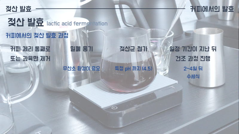 커피 가공의 발효에 대해서 5完 젖산 발효 이스트 발효 그리고 미래의 커피 가공에 대해서 네이버 블로그