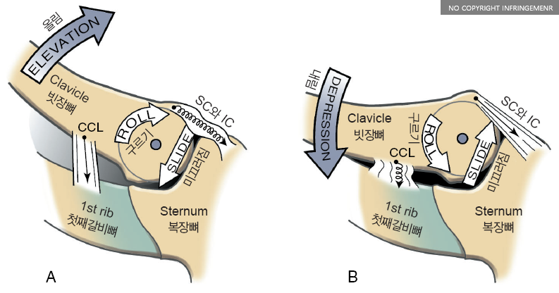 어깨 복합체를 이루고 있는 관절흉쇄관절 S C Joint 네이버 블로그