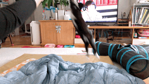 춘천 본가에서의 힐링 타임(feat.짜파게티,왕짱구 만두,김밥,꼬막무침,아리,랑이) : 네이버 블로그