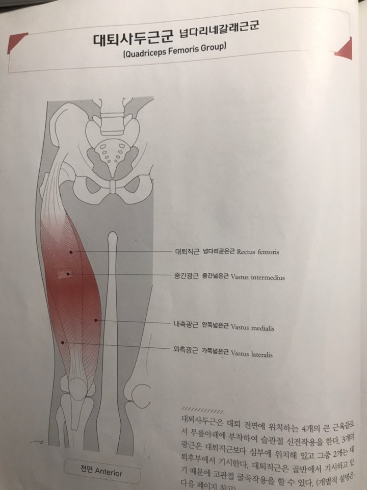 근골격해부학대퇴사두근군대퇴직근넙다리곧은근rectus Femorisschtrainer 네이버 블로그