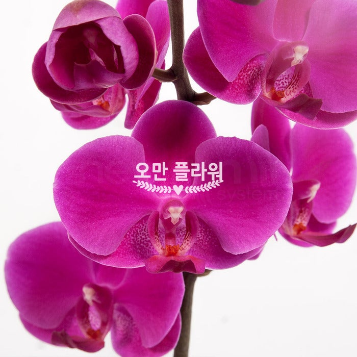 서양난 호접란 만천홍 키우기에서부터 물주기 꽃말 수경재배 호접난 유래까지 네이버 블로그