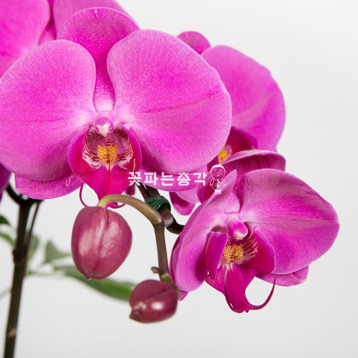 서양란 호접란 팔레놉시스 키우기 물주기 및 꽃말 수경재배 등 살펴보아요 네이버 블로그
