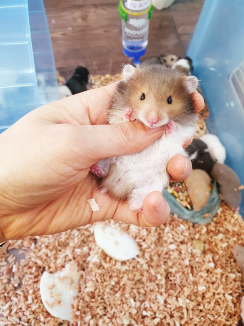 장모 골든햄스터키우기 장모햄스터 분양소식 수컷이에요 네이버 블로그