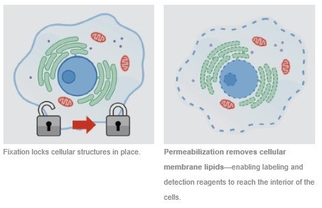 Five Steps for Fixed cell Imaging : 네이버 블로그