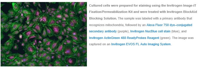Five Steps for Fixed cell Imaging : 네이버 블로그