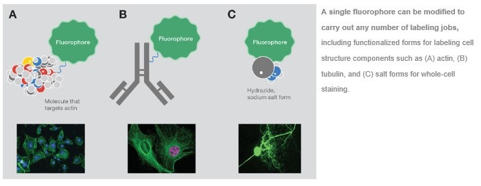 Five Steps for Fixed cell Imaging : 네이버 블로그