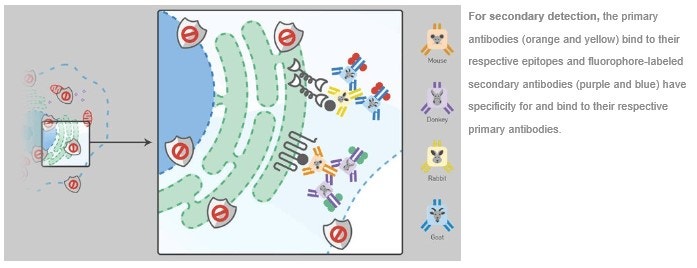 Five Steps for Fixed cell Imaging : 네이버 블로그