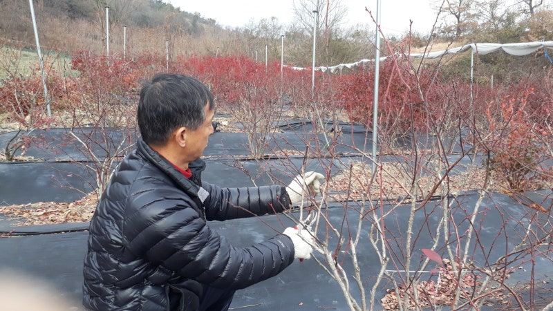 연시총회 블루베리 블루베리농장 청양블루베리연구회 네이버 블로그
