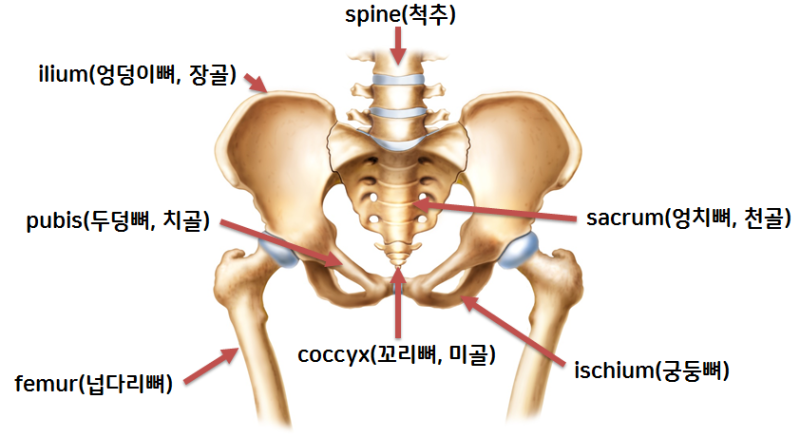 허리디스크로 오인하기 쉬운 ‘천장관절증후군이란 네이버 블로그