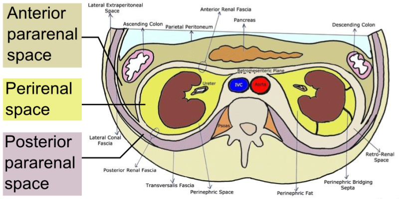 [토막 해부학] Retroperitoneal organ 뿌시기 : 네이버 블로그