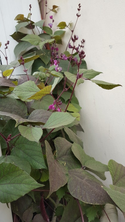 제비콩(콩과) Lablab purpureus (L.) Sweet Hort. : 네이버 블로그