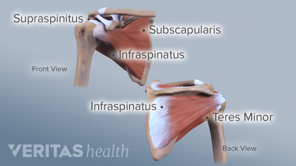 성신여대한의원, 회전근개 3)견갑하근(Subscapularis) : 네이버 블로그