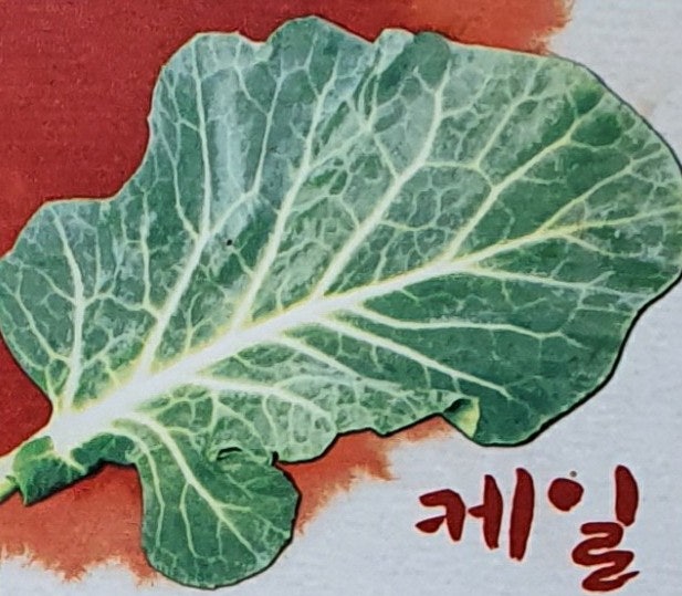 쌈 채소 상추케일깻잎쌈추치커리적근대 효능먹는법 네이버 블로그