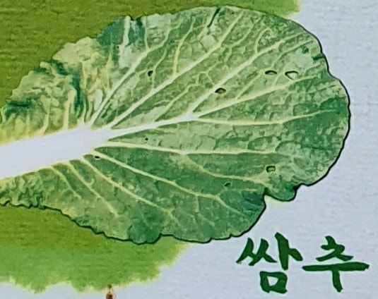쌈 채소 상추케일깻잎쌈추치커리적근대 효능먹는법 네이버 블로그
