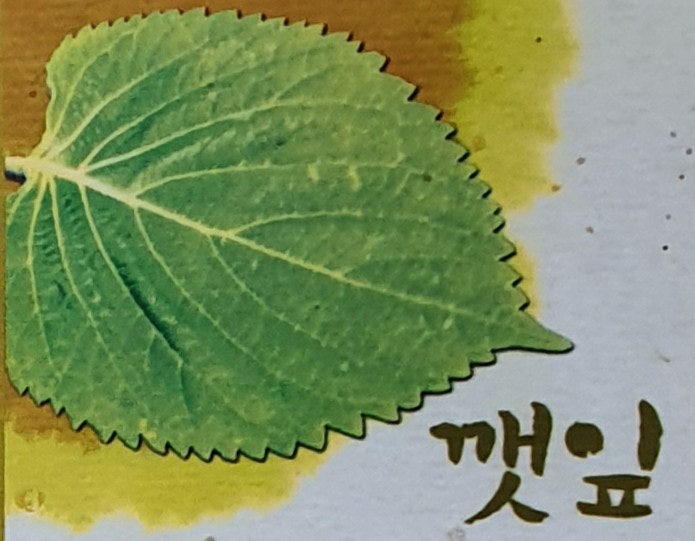 쌈 채소 상추케일깻잎쌈추치커리적근대 효능먹는법 네이버 블로그