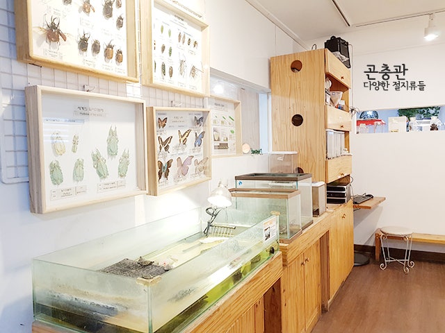 화성시 가볼만한곳 체험학습과 파충류분양전문 센트럴곤충생태농장 소개해요 네이버 블로그